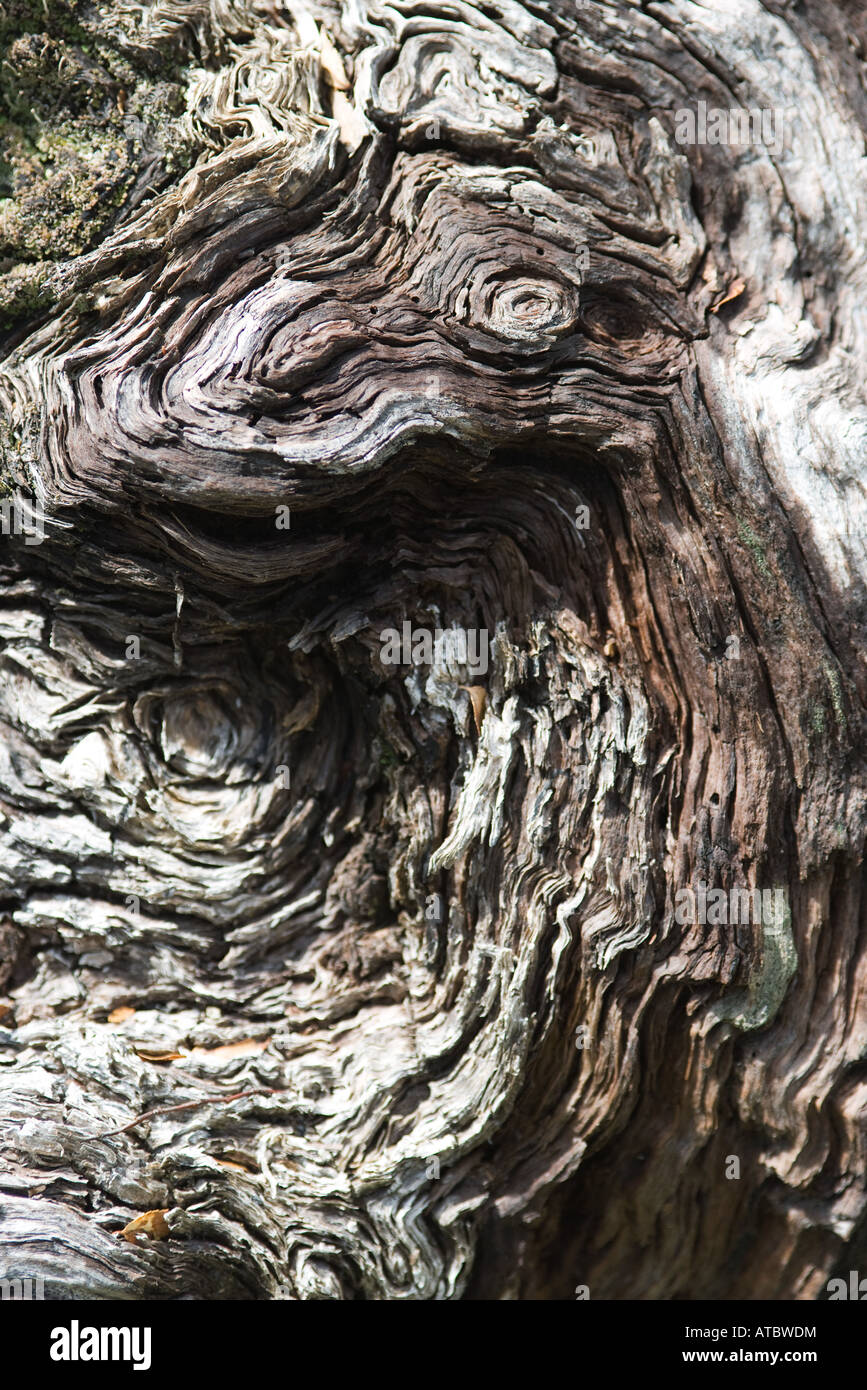 Gnarled tree stump, extreme close-up Stock Photo - Alamy