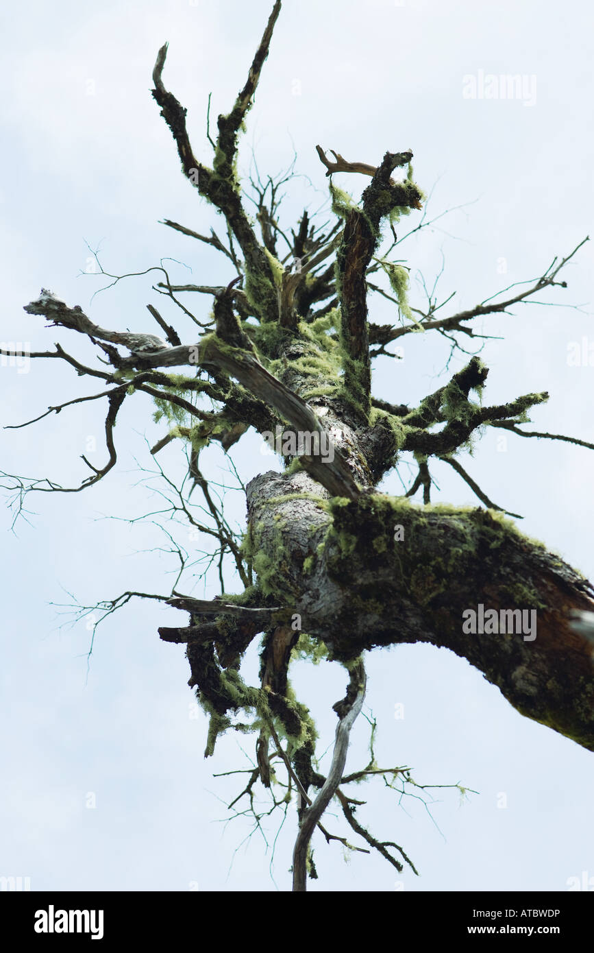 Empty Tree Branches High Resolution Stock Photography and Images - Alamy