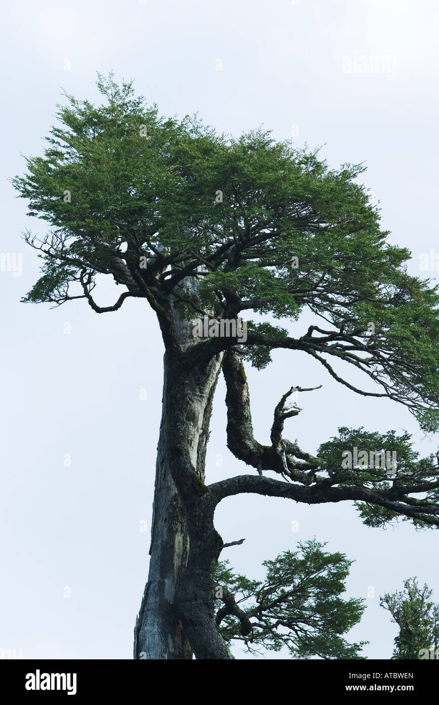 Low growing plantlife hi-res stock photography and images - Alamy