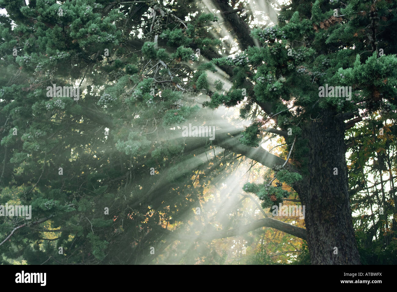 Sunbeams shining through trees low angle view hi-res stock photography ...
