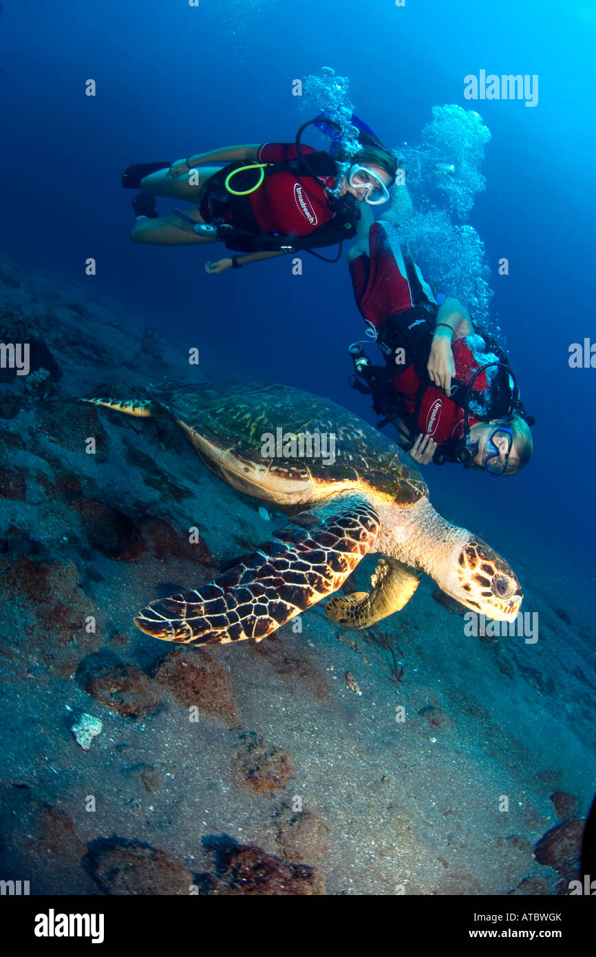 SCUBA Diver s with turtle, underwater, scuba, diving, ocean, sea ...