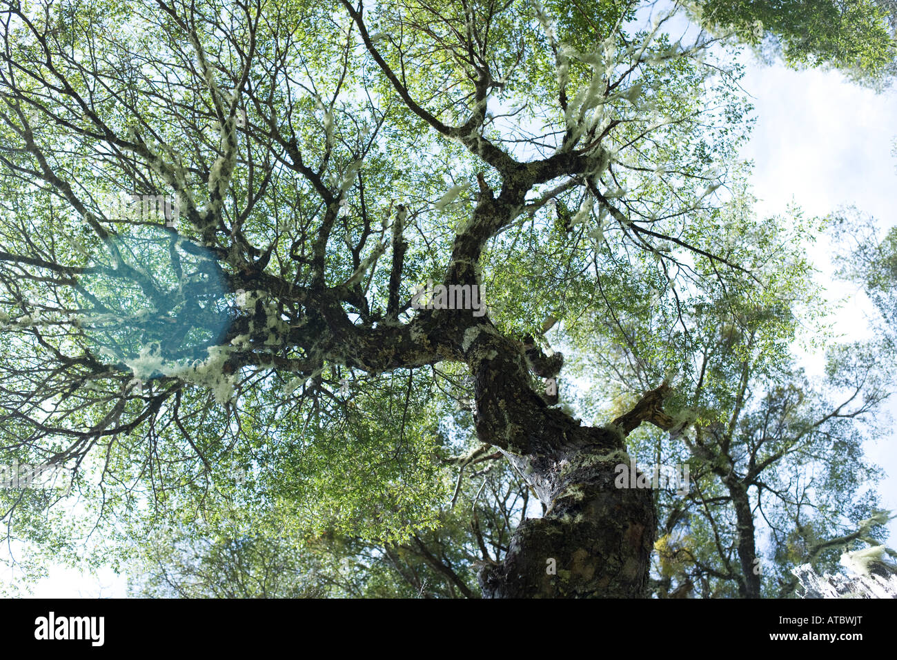 Tree canopy, viewed from directly below Stock Photo - Alamy