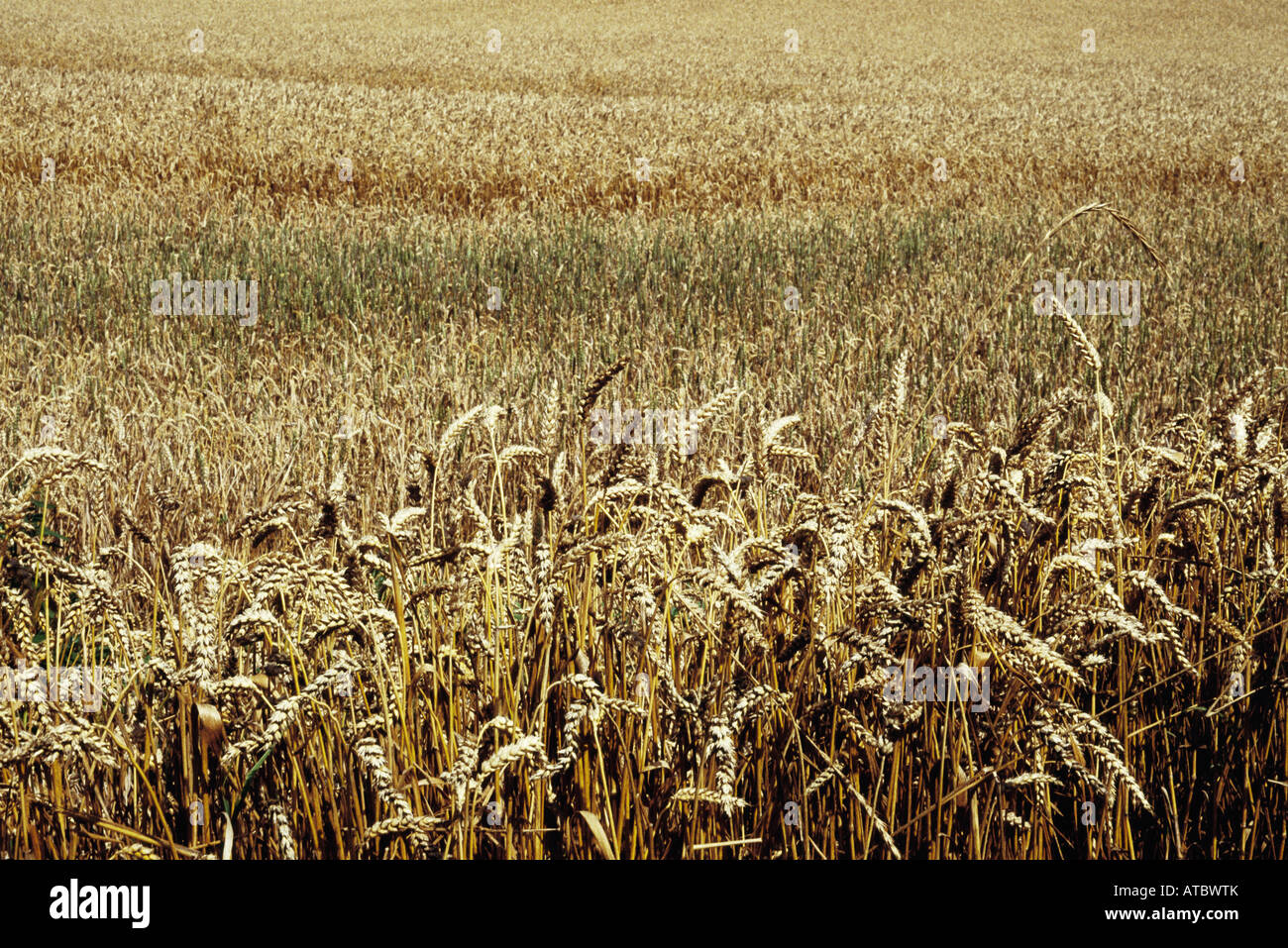 Field full of crops and empty hi-res stock photography and images - Alamy