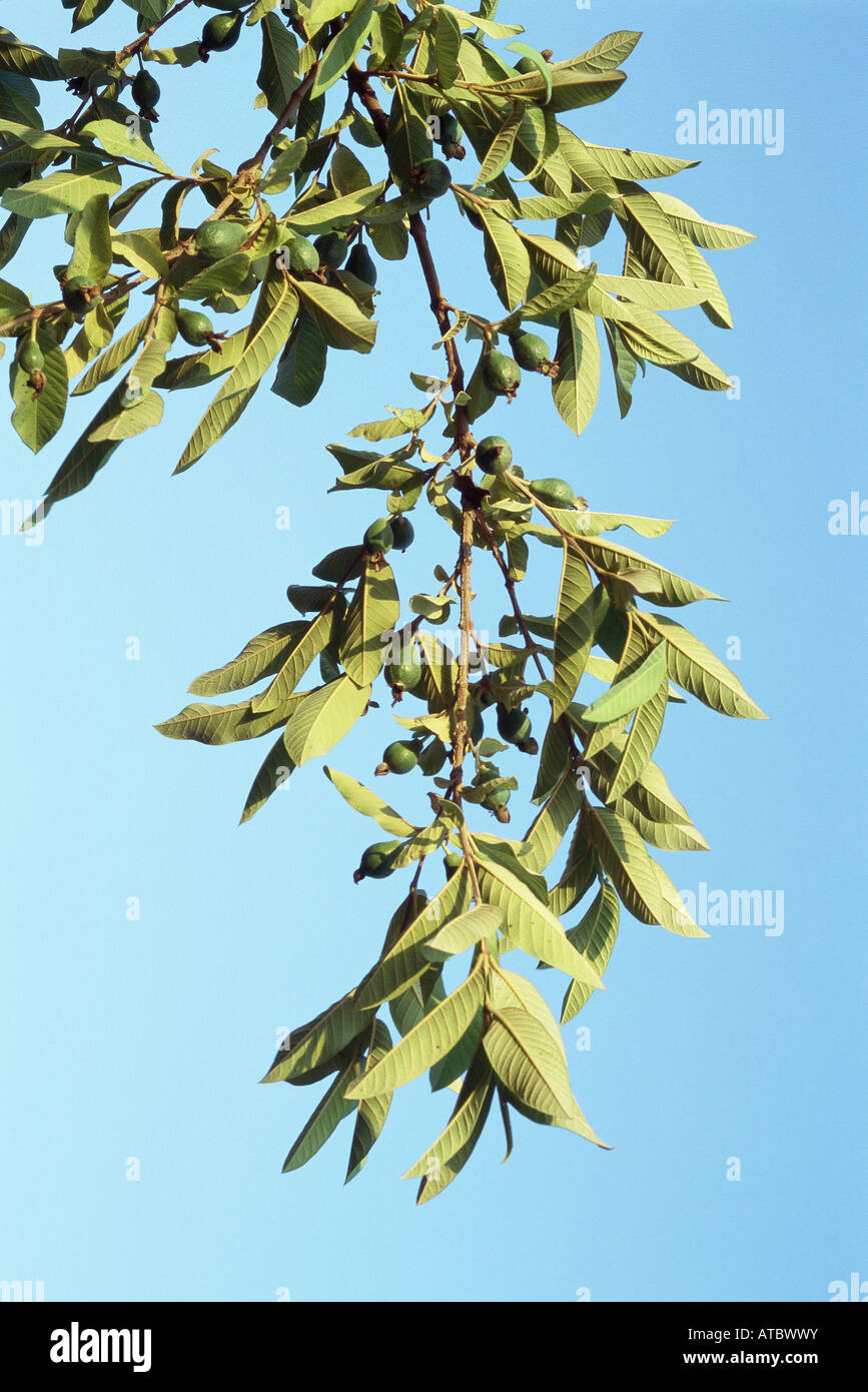 Avocado Tree High Resolution Stock Photography and Images - Alamy