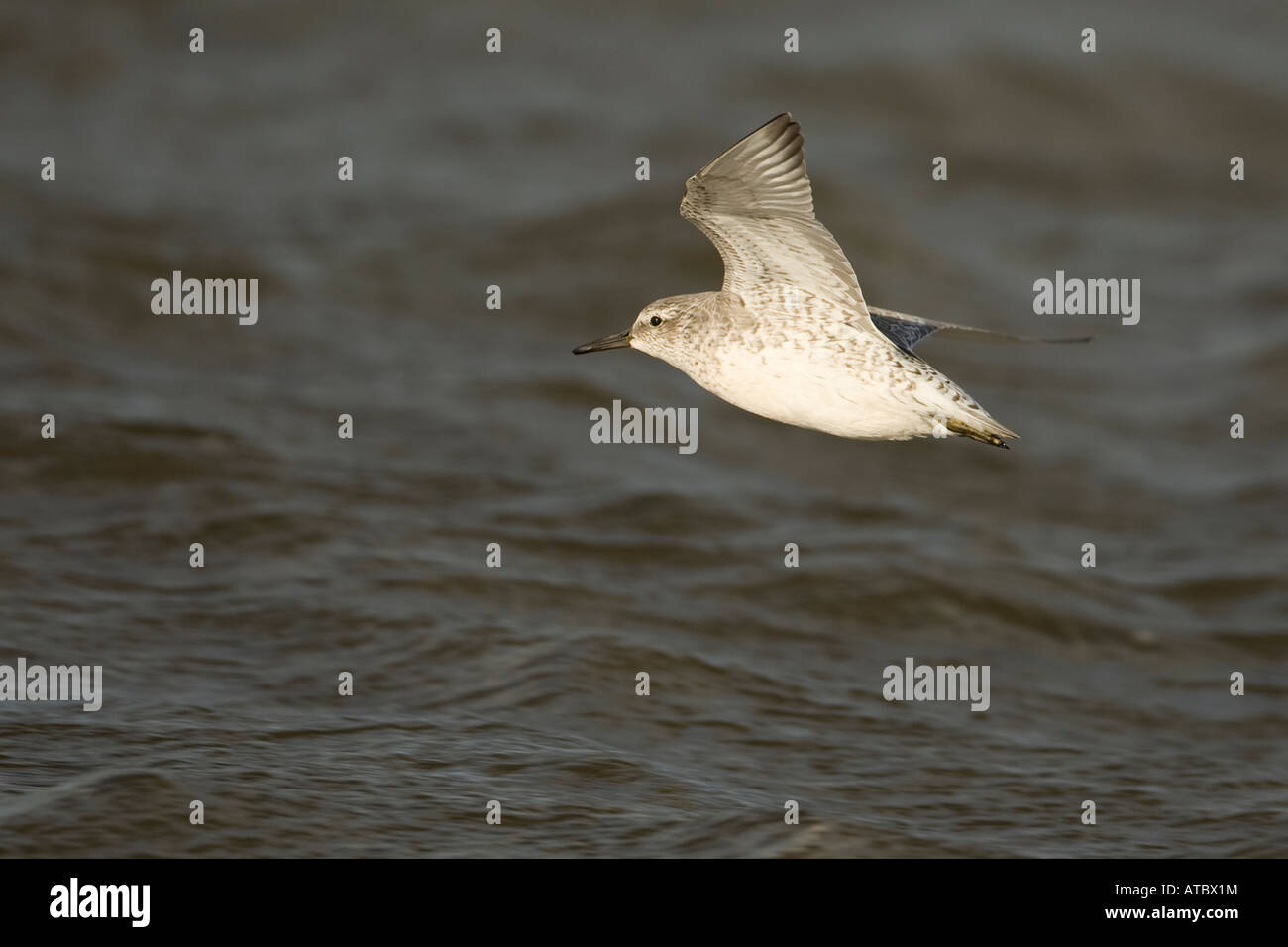 Red knots calidris canutus hi-res stock photography and images - Alamy