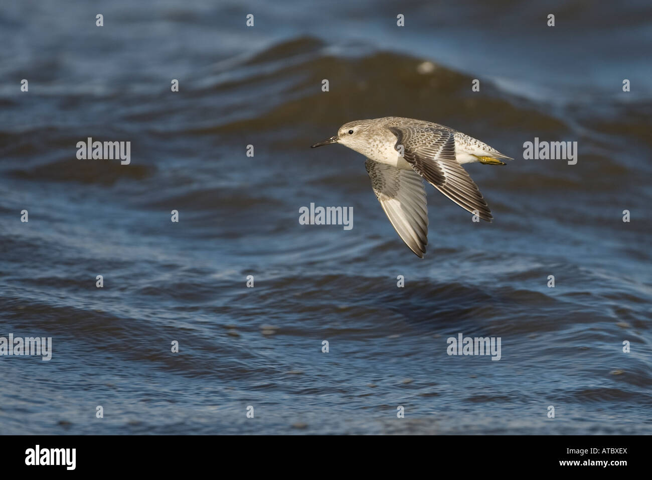 Red knots calidris canutus hi-res stock photography and images - Alamy