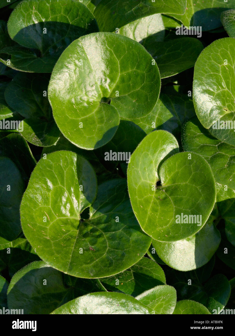 European wild ginger (Asarum europaeum Stock Photo - Alamy