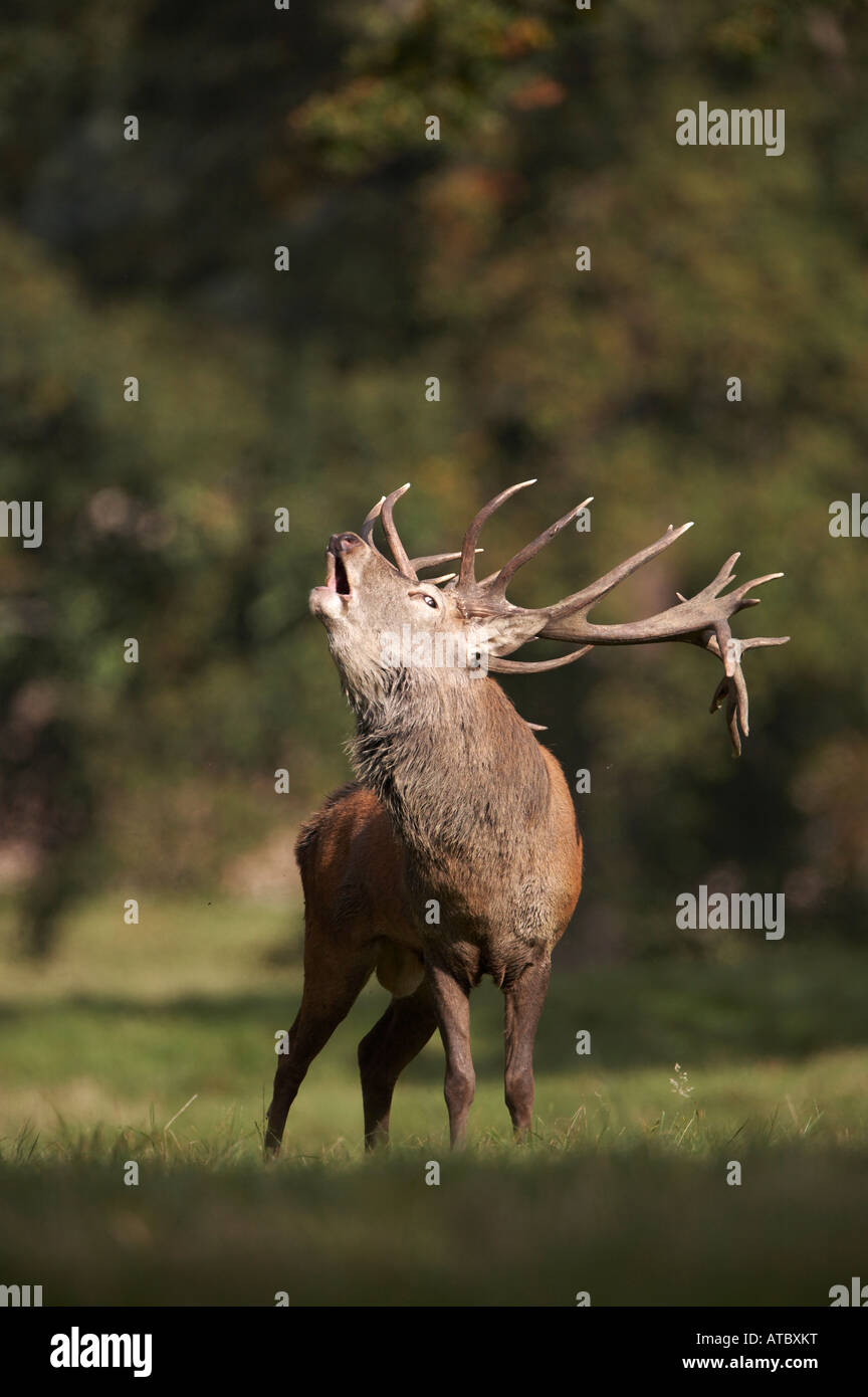 Red Deer Stag calling during the rut (Cervus elaphus Stock Photo - Alamy