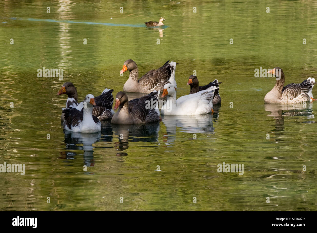geese swimming in a pond Stock Photo - Alamy