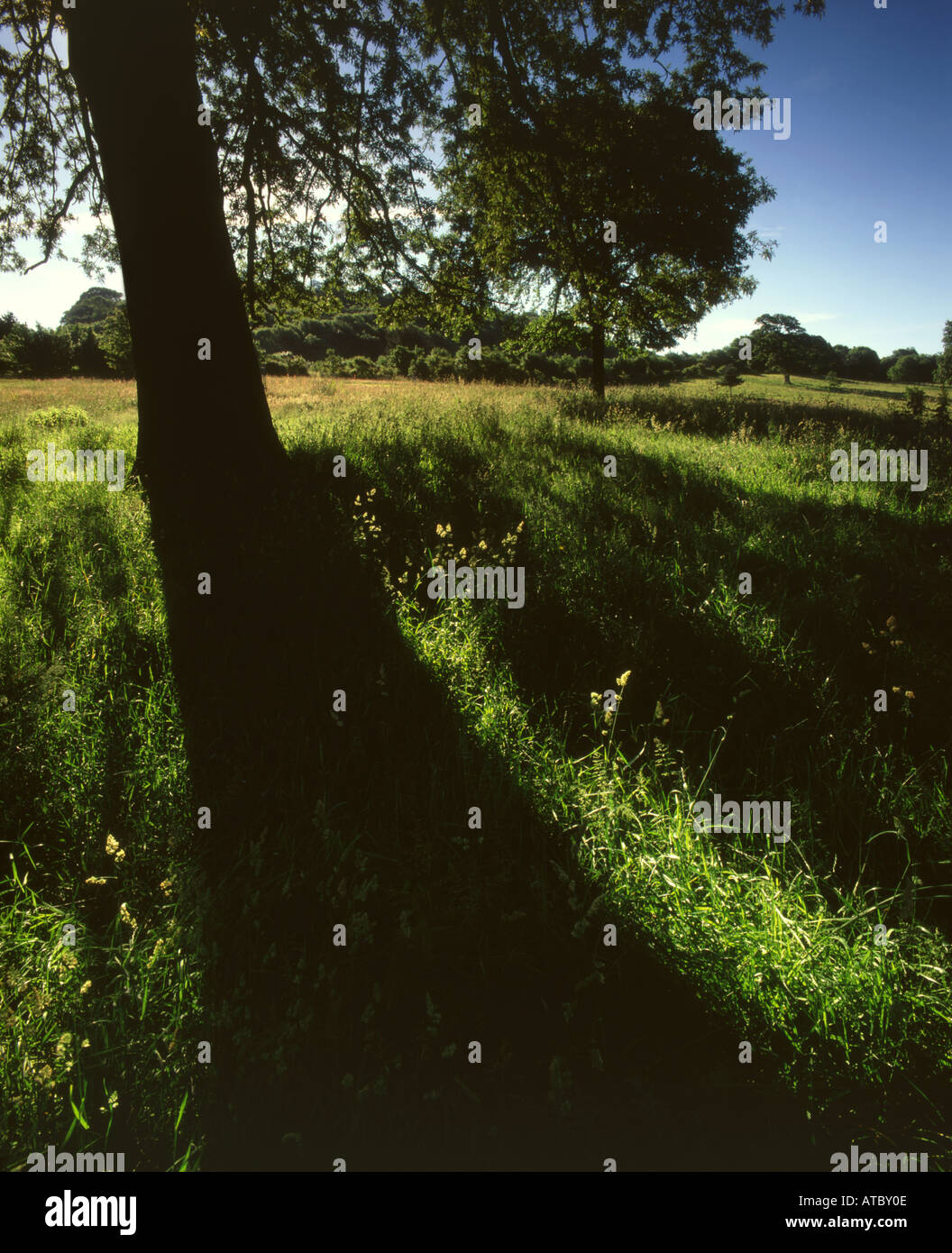Backlit oak tree and Spring meadow Saltram Plymouth Devon UK Stock ...