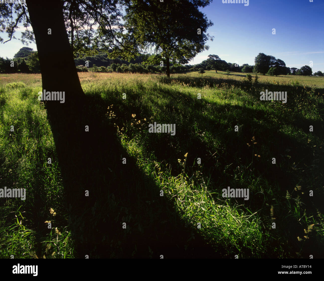 Backlit oak tree and Spring meadow Saltram Plymouth Devon UK Stock ...