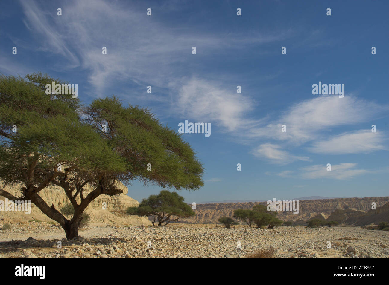 Israel Dead Sea Mount Sodom Wadi Tamar view with desert trees and mount ...