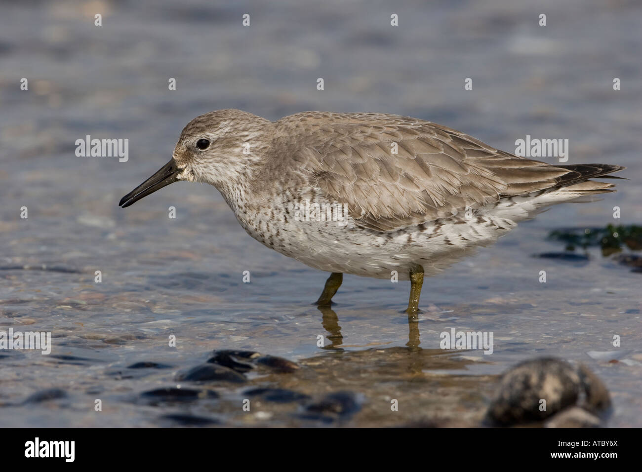 Knot Calidris canutus Stock Photo - Alamy