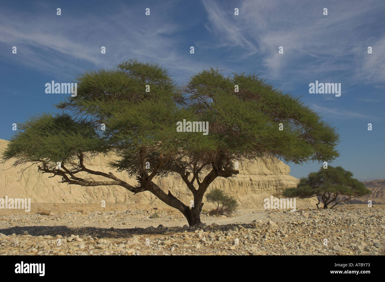 Israel Dead Sea Mount Sodom Wadi Tamar desert tree with cliff in bkgd ...