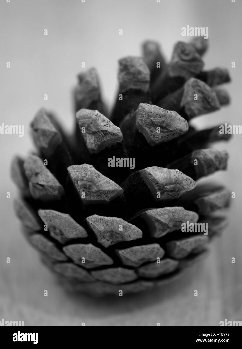 Open cone Black and White Stock Photos & Images - Alamy