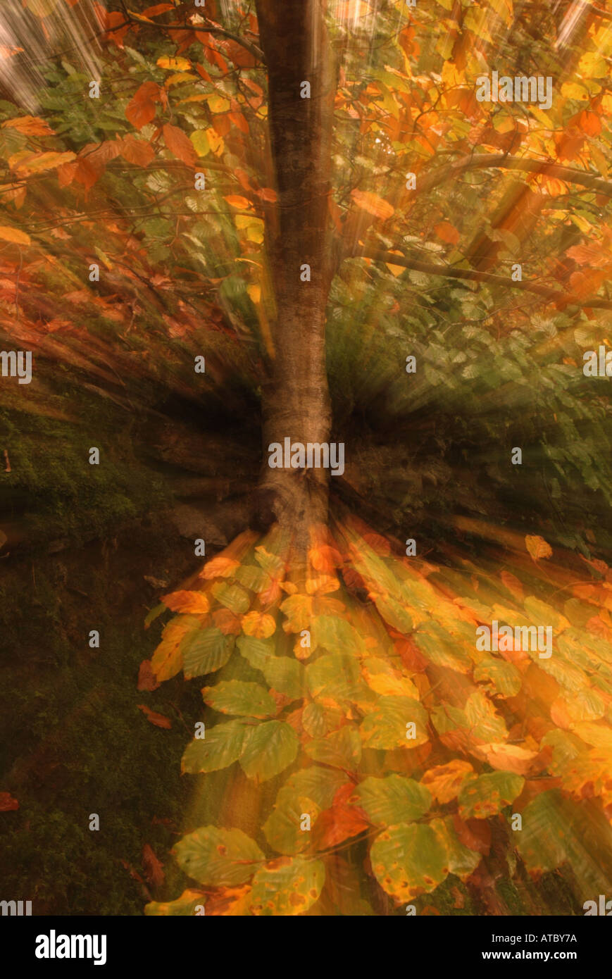 Autumn woodland zoom burst Stock Photo - Alamy