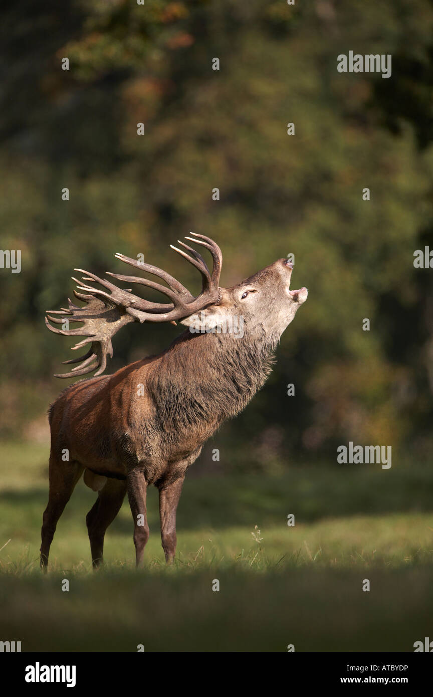 Stag roaring hi-res stock photography and images - Alamy