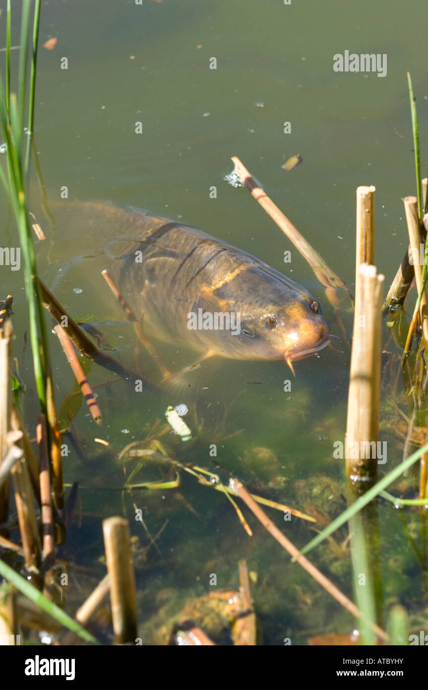 Carp life cycle hi-res stock photography and images - Alamy