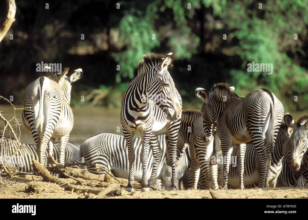 A herd of Grevy s zebra distinguished by their thin stripes gathered ...