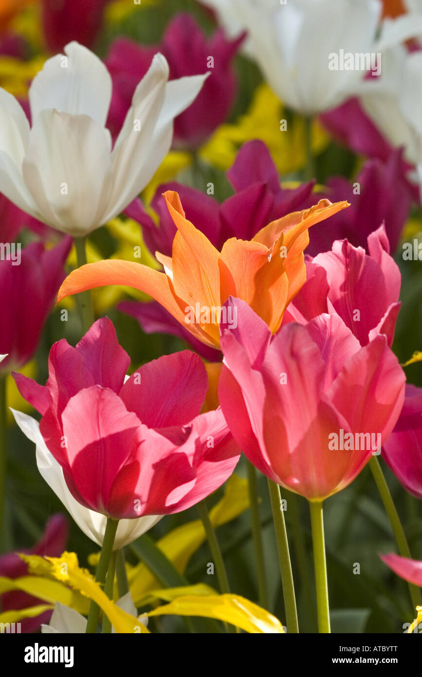 garden tulip (Tulipa spec.), flowers o different colours, Netherlands ...