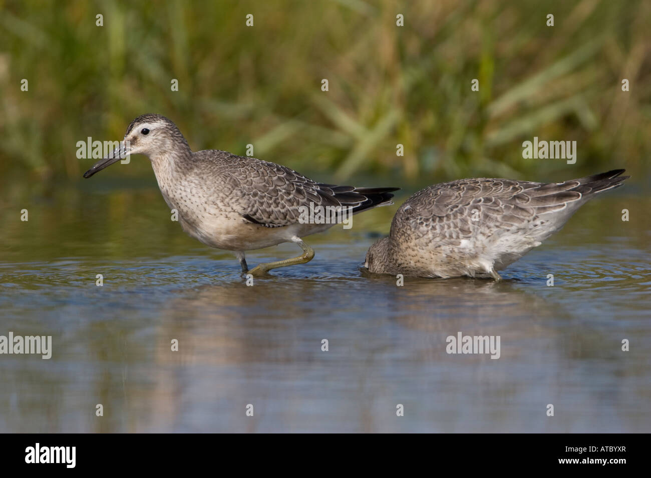 Knot Calidris canutus wading Stock Photo - Alamy