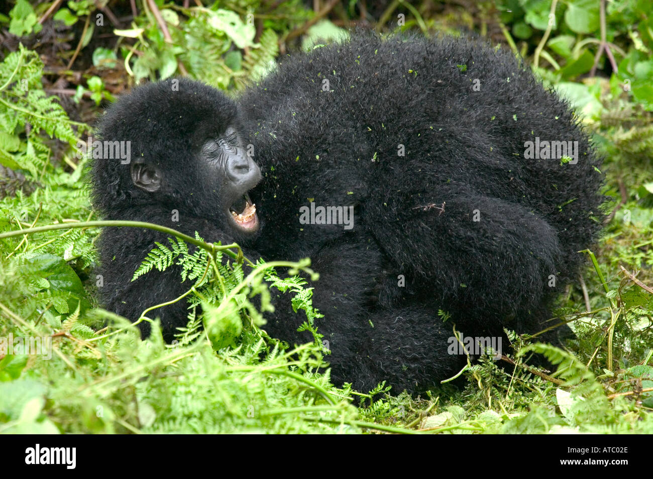 Baby Mountain Gorillas Playing High Resolution Stock Photography and ...