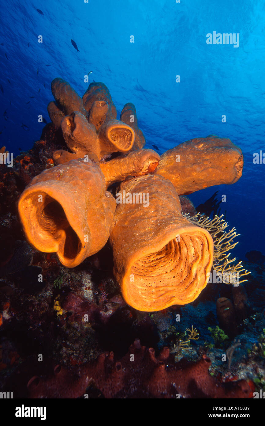 Deep sea sponge mexico hi-res stock photography and images - Alamy