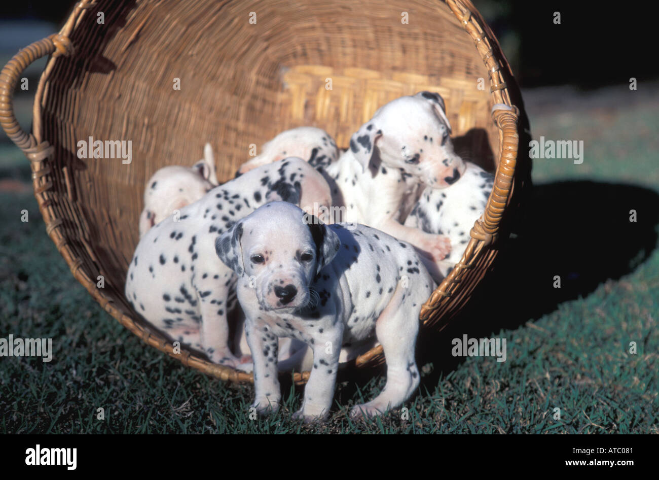 Australia Qld purebred dalmatian puppies Stock Photo - Alamy