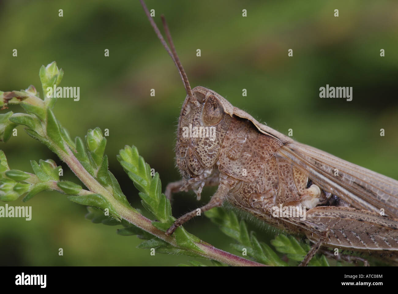 field grasshopper, common field grasshopper (Chorthippus brunneus ...