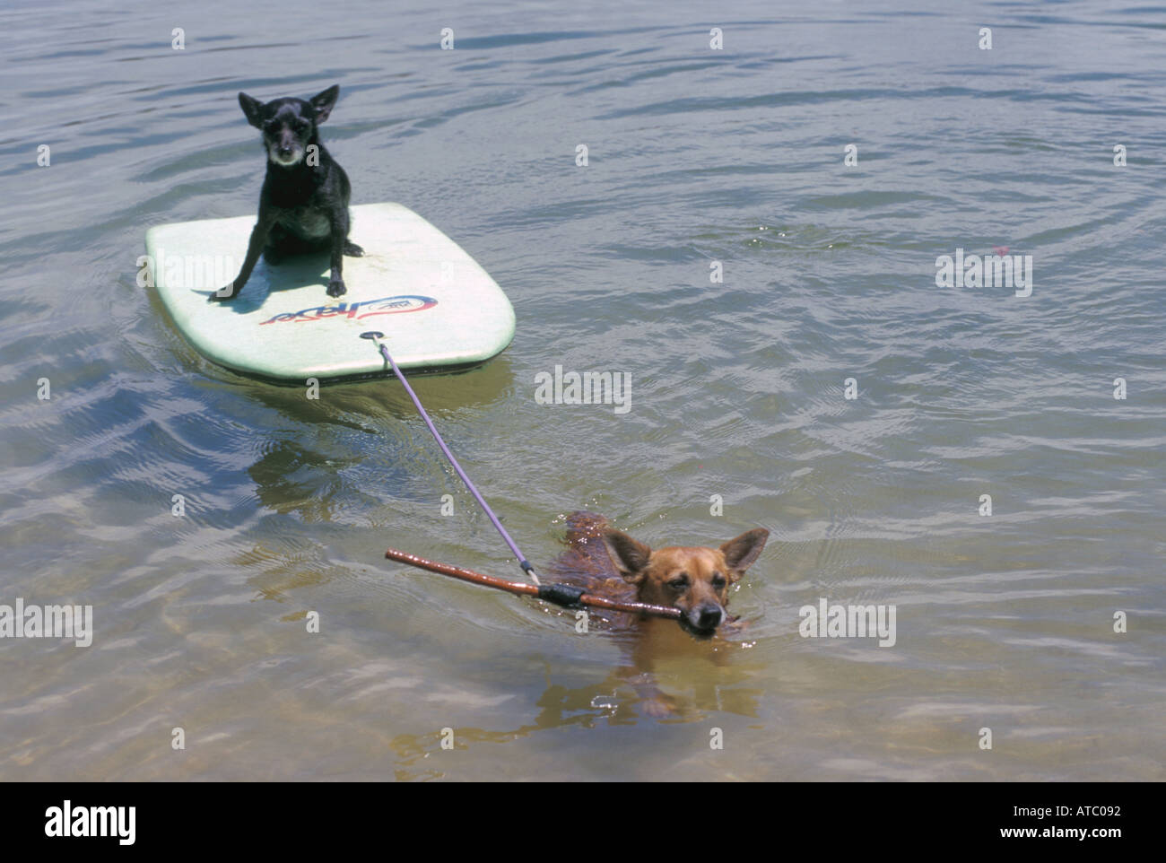 Australia Queensland Dog towing another dog on bodyboard Stock Photo ...
