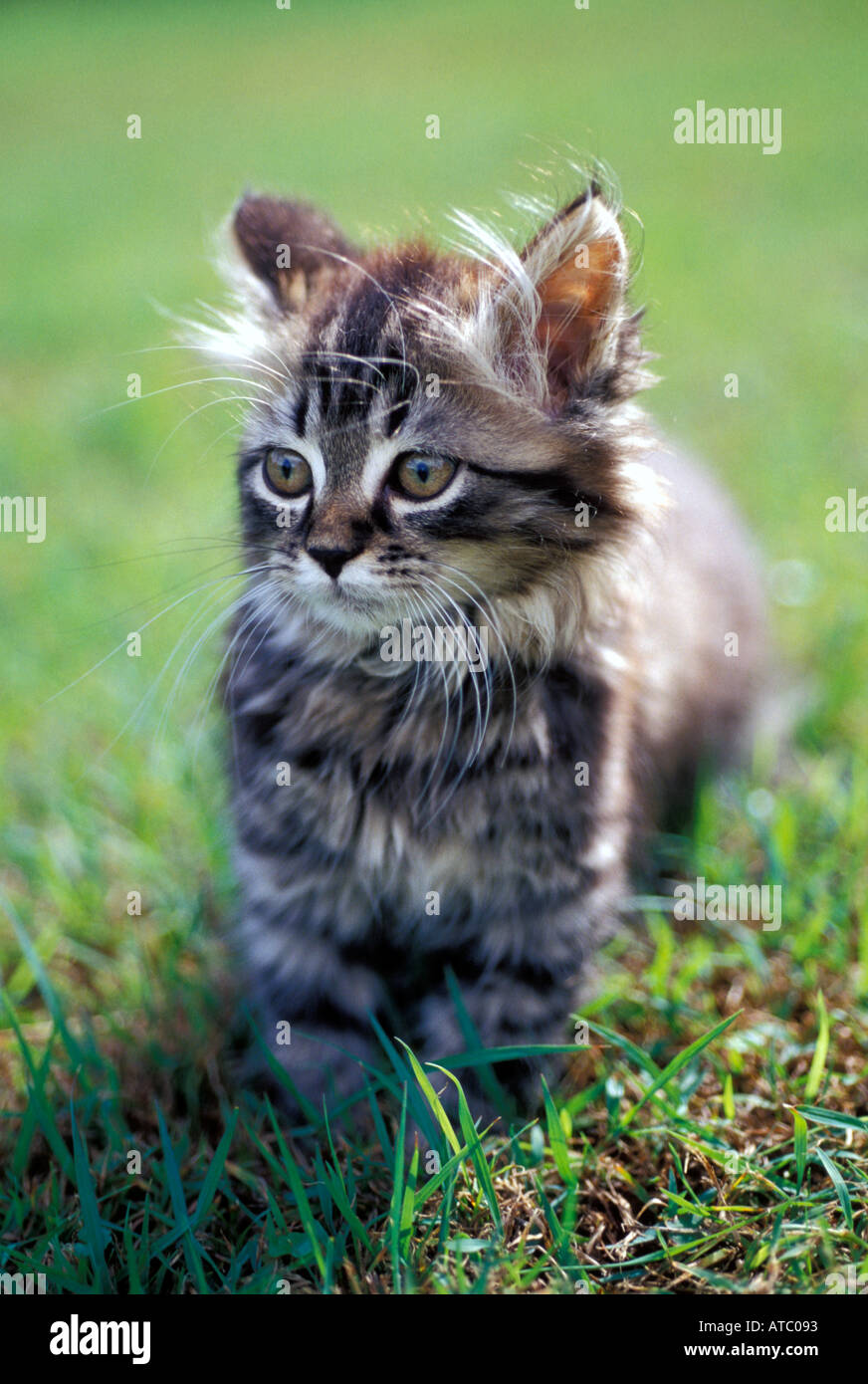 Feline animals hi-res stock photography and images - Alamy
