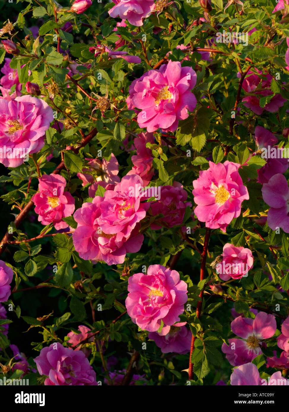 Shining rose (Rosa nitida Stock Photo - Alamy