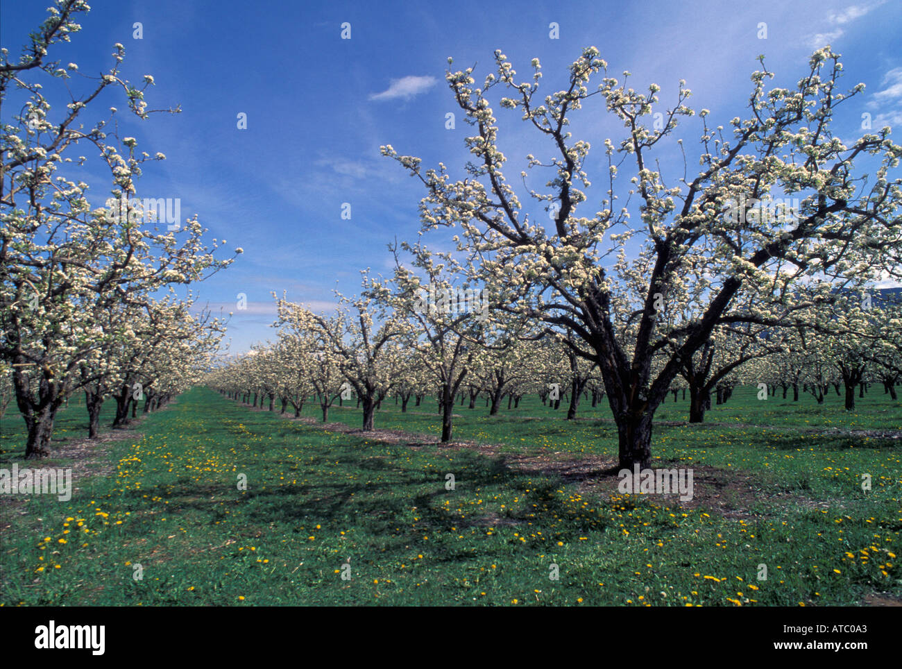 Oregon pear trees in bloom Stock Photo - Alamy