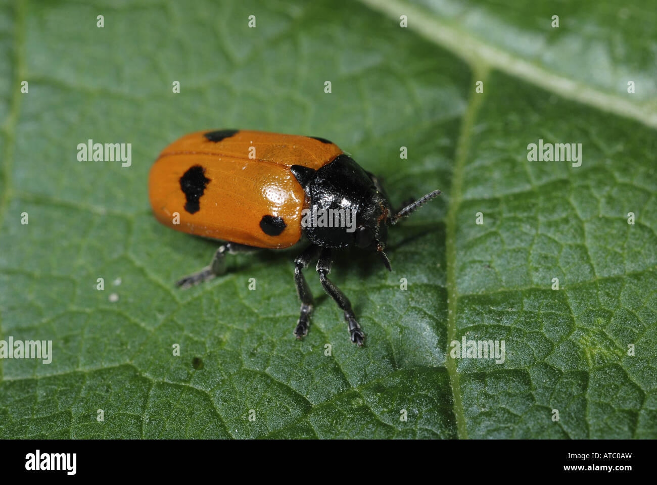 leaf beetle (Clytra quadripunctata), on leaf Stock Photo - Alamy