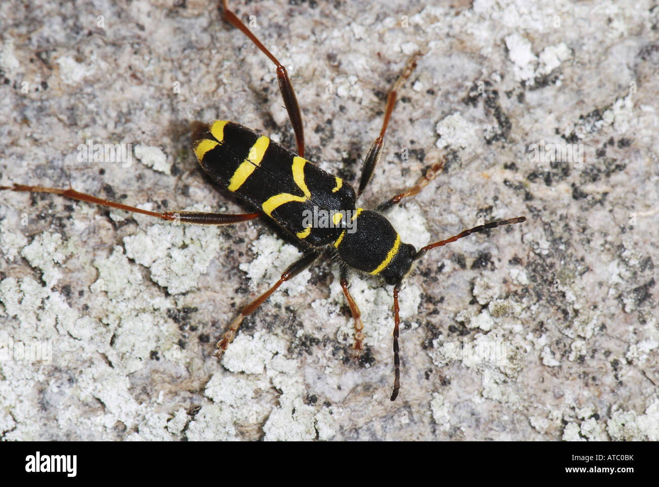 wasp beetle (Clytus arietis), macro shot Stock Photo - Alamy