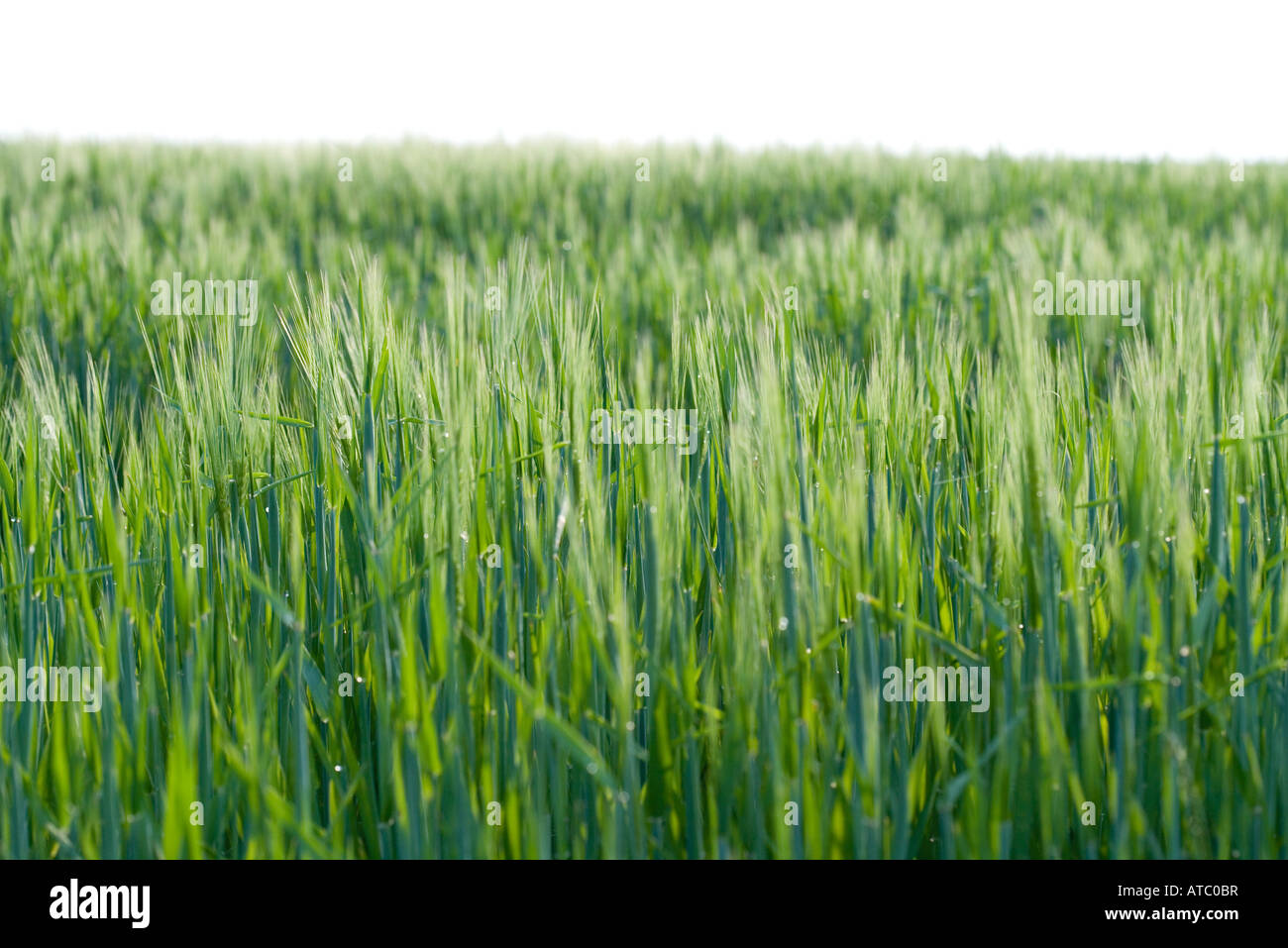 Grass growing in rural field Stock Photo - Alamy