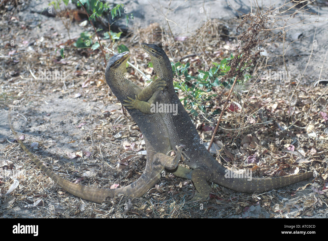 Two lizards fighting hi-res stock photography and images - Alamy