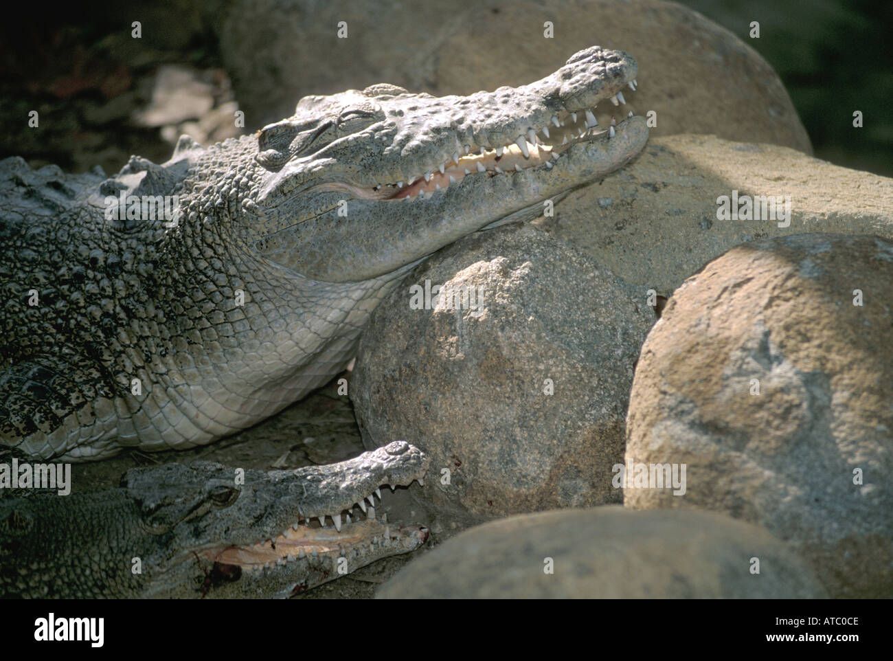 Australia Queensland estuarine saltwater crocodiles Stock Photo - Alamy