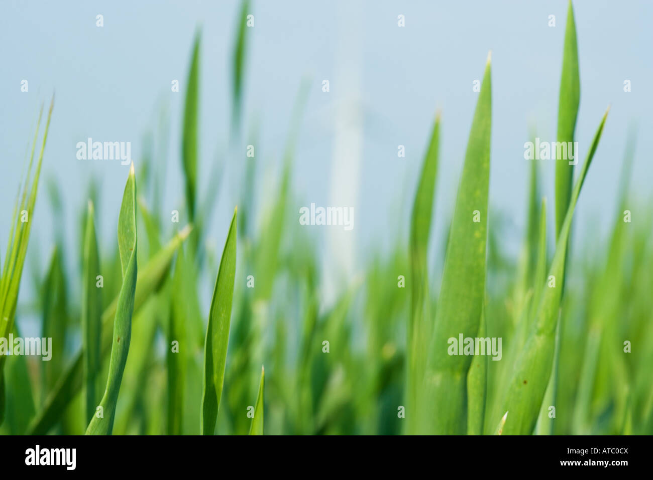 Grass growing extreme close up hi-res stock photography and images - Alamy