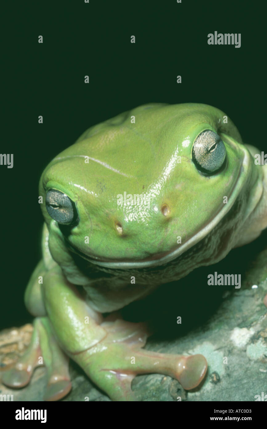 Frog australia queensland animals hi-res stock photography and images ...