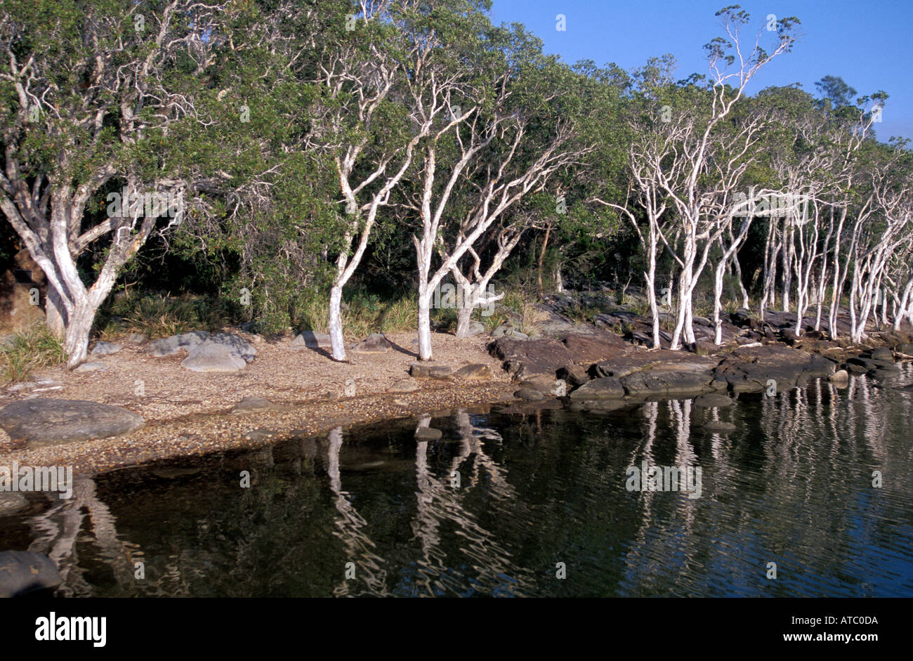 Australia Qld Lake Cootharaba paperbark trees along lakeshore Stock ...