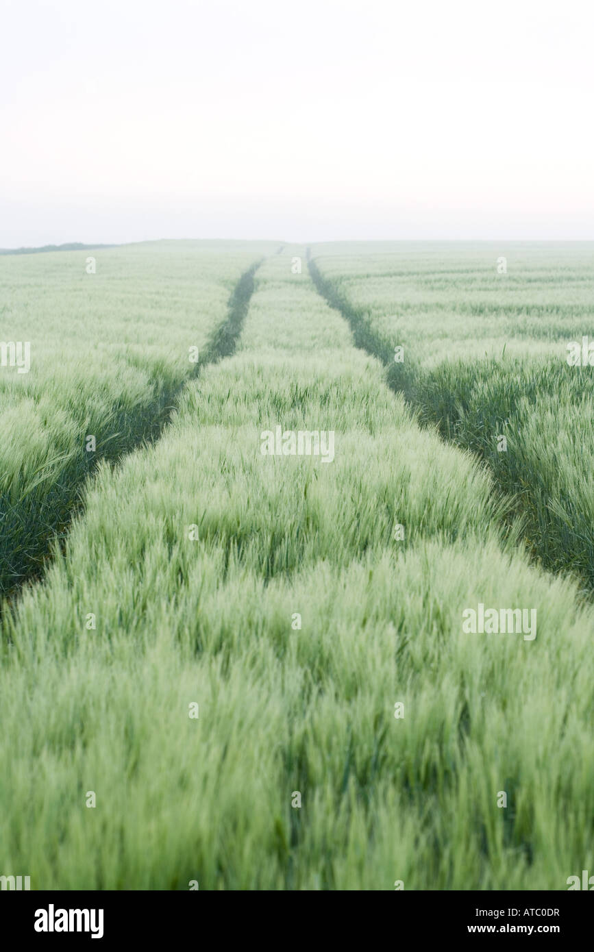 Wheats backgrounds hi-res stock photography and images - Alamy