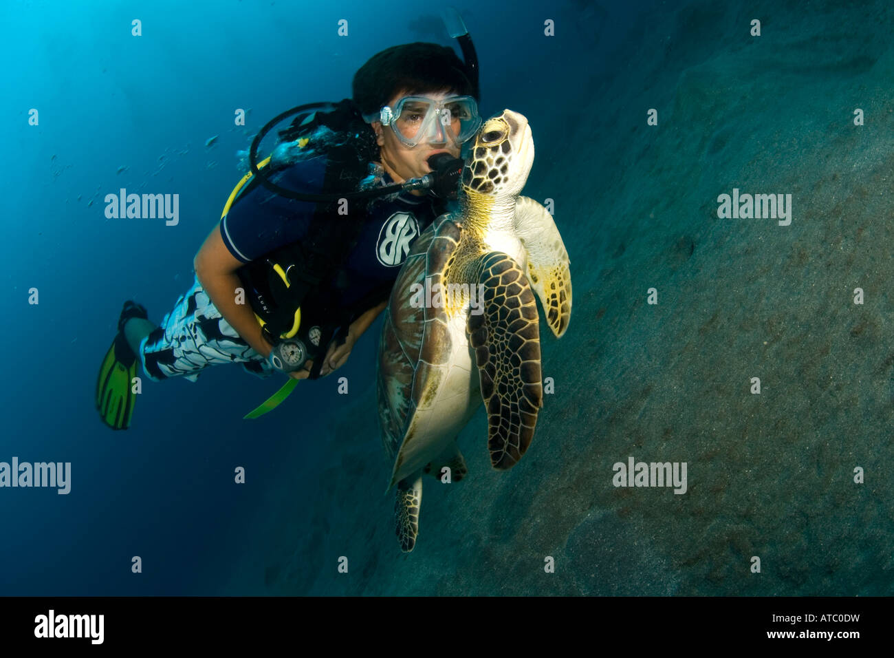 SCUBA Diver with turtle, underwater, scuba, diving, ocean, sea, marine ...