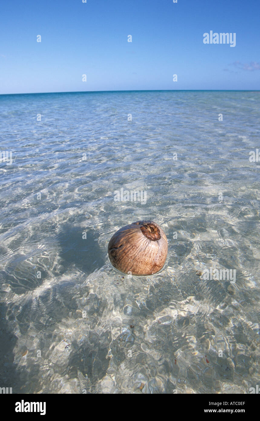 Australia Queensland Great Barrier Reef coconut floating in sea Stock ...