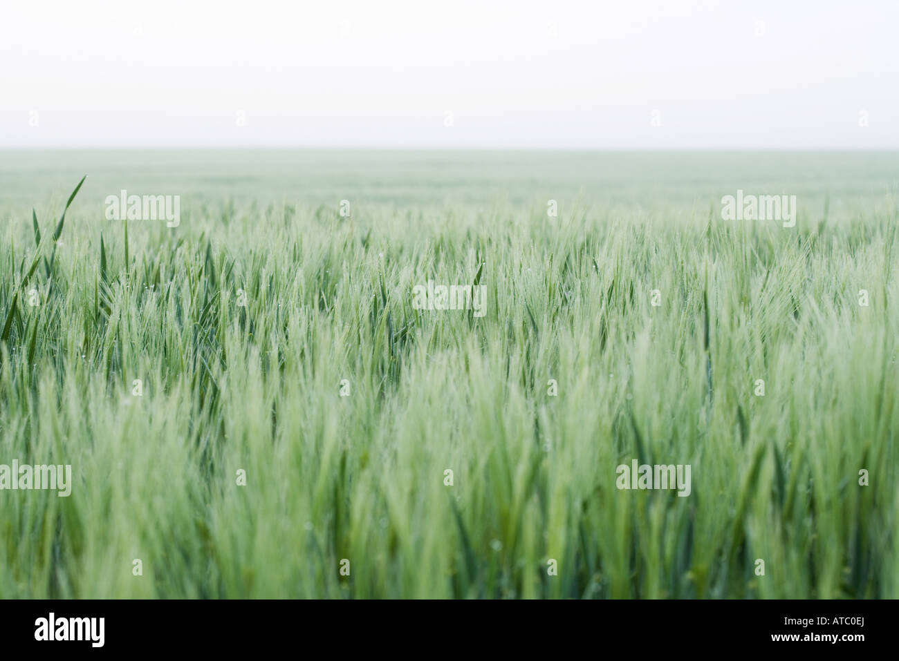 Wheatfield, horizon in background Stock Photo - Alamy