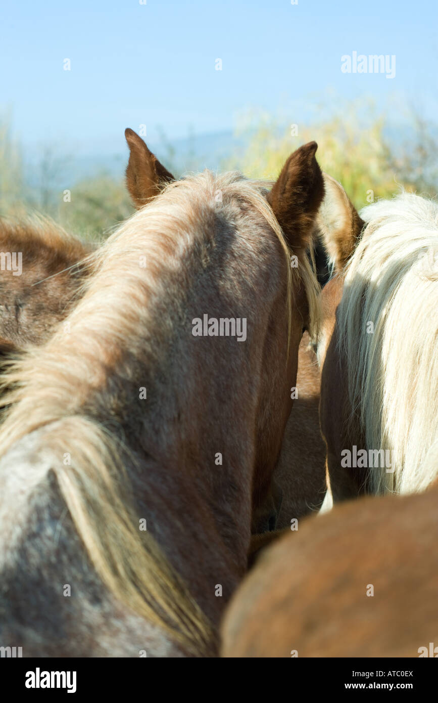 Two horses side by side, rear view, cropped Stock Photo - Alamy