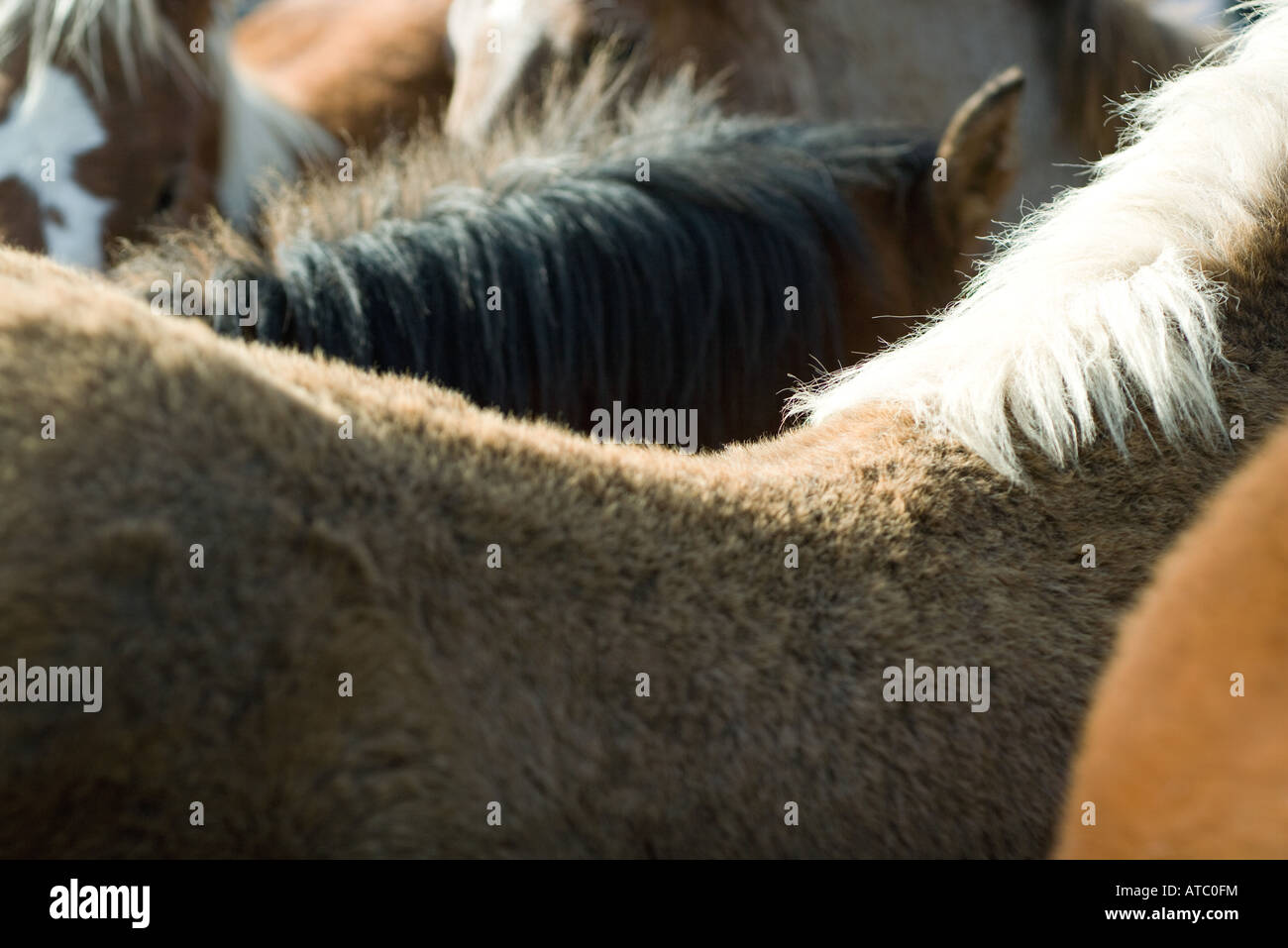 Horses side by side, cropped view, full frame Stock Photo - Alamy