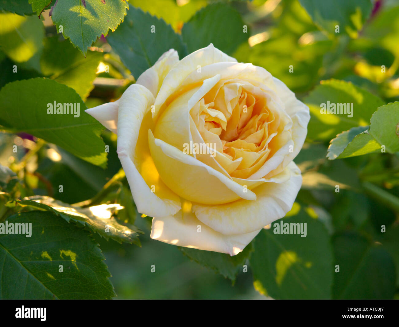 Alchymist hi-res stock photography and images - Alamy