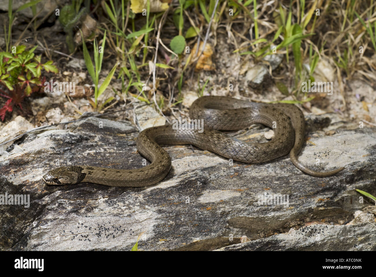 hooded snake, false smooth snake (Macroprotodon brevis), sunbathing on ...