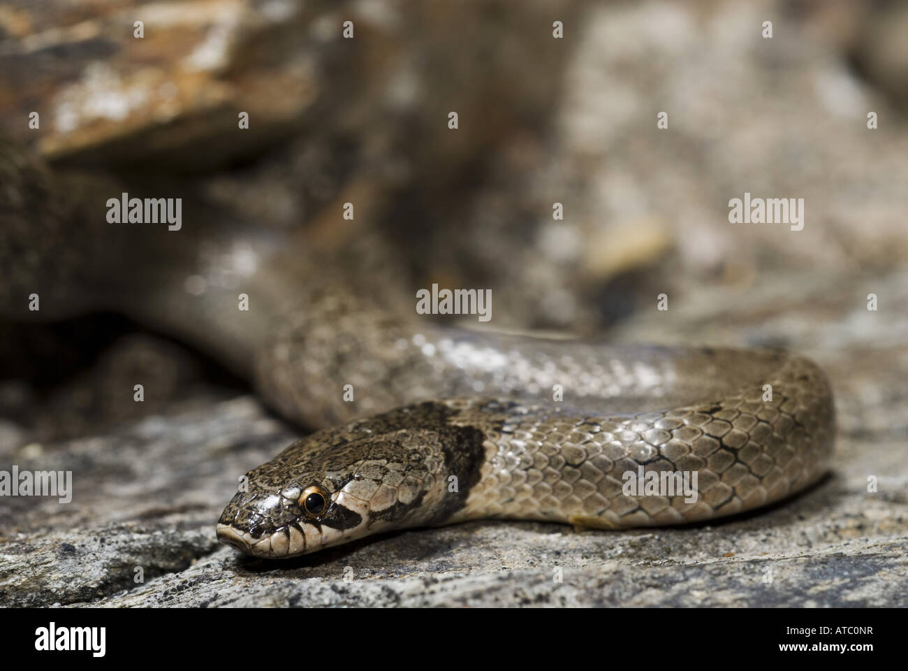 hooded snake, false smooth snake (Macroprotodon brevis), portrait ...